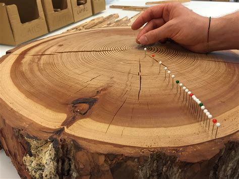 Tree Ring Lab Forest Ecology ETH Zurich