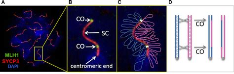 Synaptonemal Complex