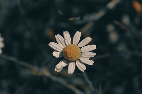 데이지 꽃 흰 흰색 Pixabay의 무료 사진 Pixabay