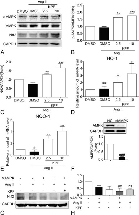 Kaempferol Reduced The Expression Of P Ampk Nrf2 Ho 1 And Nqo 1 In Download Scientific