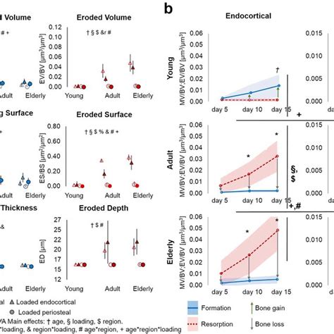 A 3d Dynamic In Vivo Morphometry Parameters Calculated Between Day 0