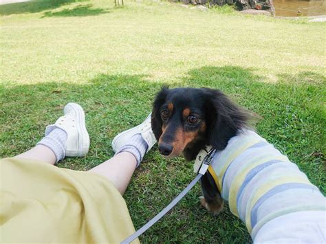宮ヶ瀬湖畔園地犬を連れて散歩 全国のドッグランカフェを徹底調査