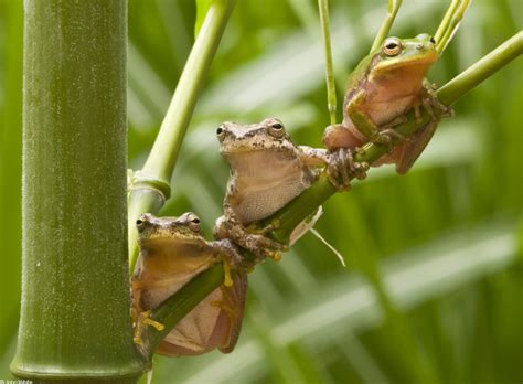 Amphibians Reproductive System