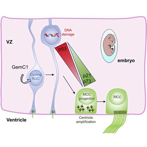 P53 P21 Pathway Activation Contributes To The Ependymal Fate Decision