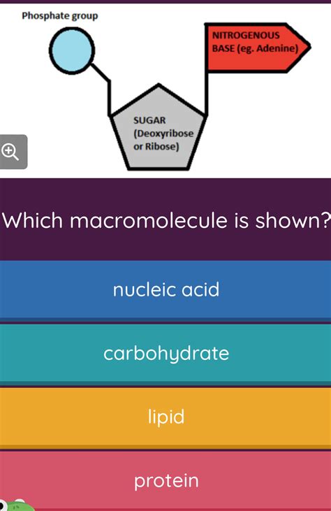 Solved Phosphate Group Which Macromolecule Is Shown Nucleic Acid