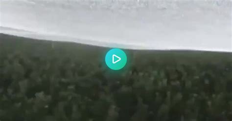 Rain Drops Fall Off A High Density Netting Over An Apple Orchard Album On Imgur