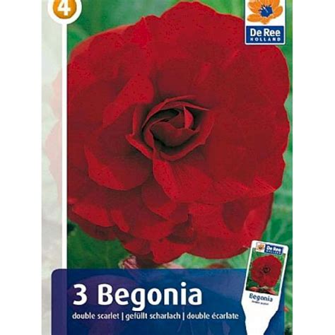 Begonia Double Scarlet 10 Begonia Double Scarlet Blomsterløg Ikke