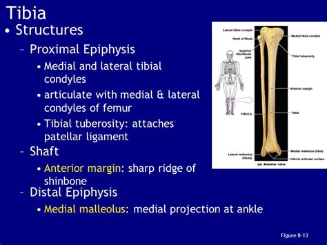 Chapter 8 The Appendicular Skeleton Ppt Video Online Download
