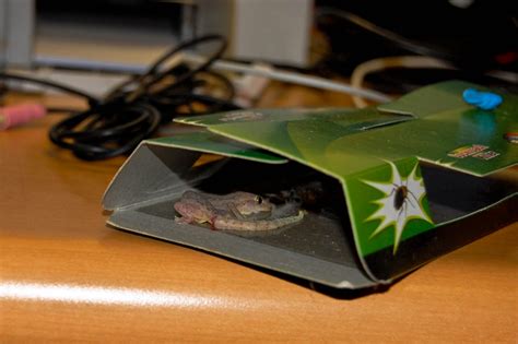 Lizard Trap Javin Tham