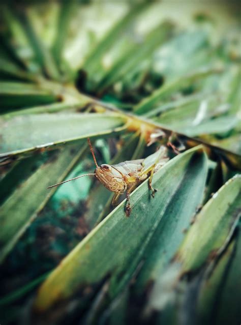 Grasshopper Leaf Photos Download The Best Free Grasshopper Leaf Stock