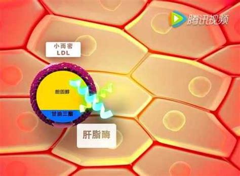 非诺贝特作用机制 腾讯视频