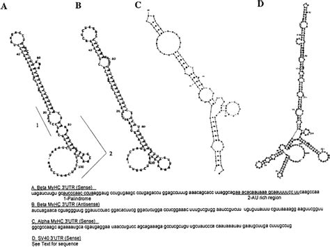 Sequence And Projected Secondary Structures At 25°c Of The Utrs In This