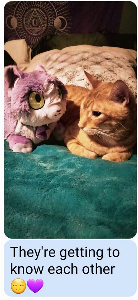 Various Cat Reactions To All My Friends New Squishables R Squishable