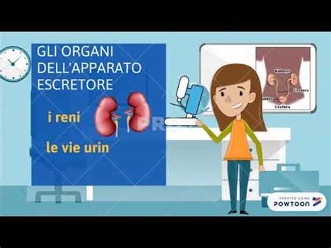 Videolezione L Apparato Escretore Youtube