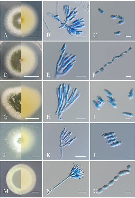 Frontiers Isolation Of A Highly Virulent Metarhizium Strain Targeting
