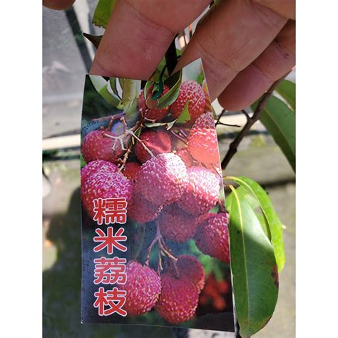李家果苗 糯米荔枝苗 4吋半盆 高壓苗 濃甜如蜜 果皮鮮紅 皮薄且核小 高度50 70公分 單價240元 特價220元 蝦皮購物