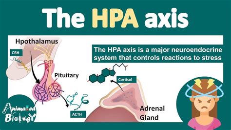 Hypothalamic Pituitary Axis