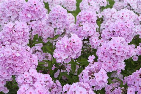 ดอกไม้ฟลอกส ช่อดอกของต้นฟลอกสสีชมพูบานสะพรั่งเกรด Rosa Pastell ภาพสต็อก