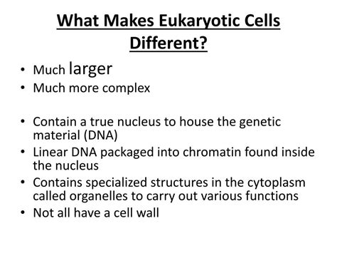 PPT Two Basic Cell Types Prokaryotic Vs Eukaryotic Cells PowerPoint Presentation ID
