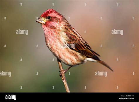 Purple Finch Carpodacus Purpureus Male Perched In Oak Tree Nova
