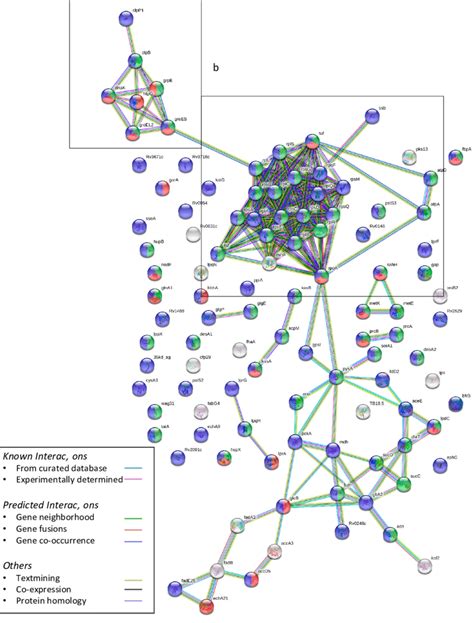 Predictive Functional Interaction Network Of 107 Shared Proteins Of A60