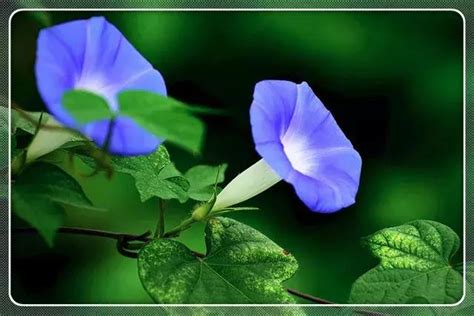 葉聖陶牽牛花經典 每日頭條