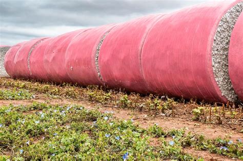 Us Cotton Exports Decline From Previous Week Usda Fibre Fashion