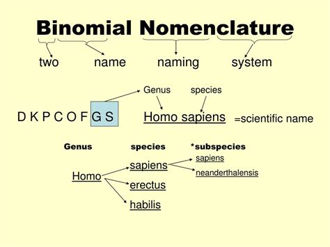 Nomenclatura Binomial