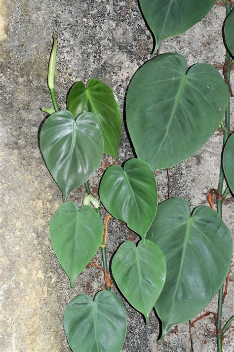 心葉蔓綠絨 台灣景觀植物介紹