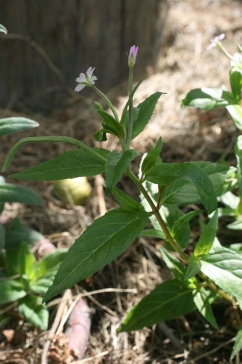 Willow Herb Weed Control Bayer Crop Science New Zealand