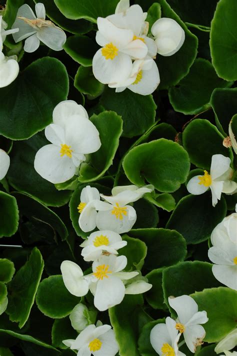 Begonia Semperflorens Aka ‘wax Begonia ‘bedding Begonia ‘fibrous