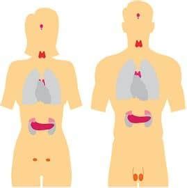 Difference Between Endocrine And Exocrine Glands With Comparison Chart Bio Differences