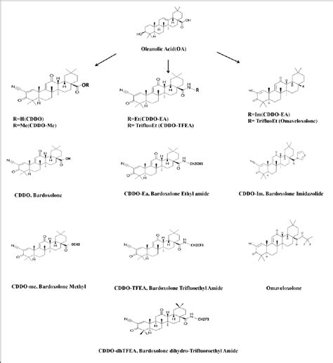 Figure 1 From A Novel Synthetic Oleanolic Acid Derivative Inhibits