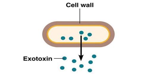 Exotoxin A Toxin Secreted By Bacteria Assignment Point