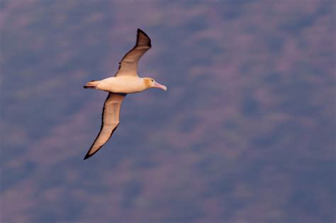 ライフリストと日本鳥類目録第8版 鳥ウキウキ