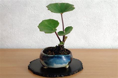 D Farfugium Japonicum Bonsai