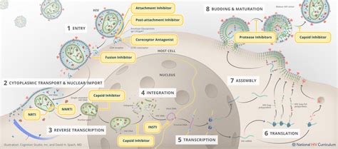 Hiv Life Cycle Steps