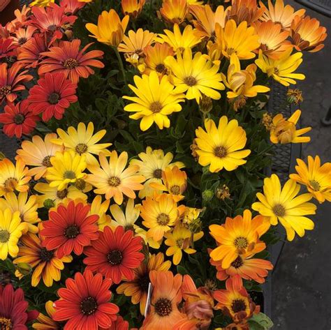 Colourmaster Mtc Perennials