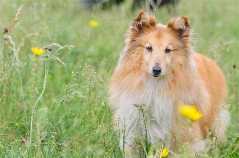 Races De Chiens Les Plus Populaires En France TOP 30