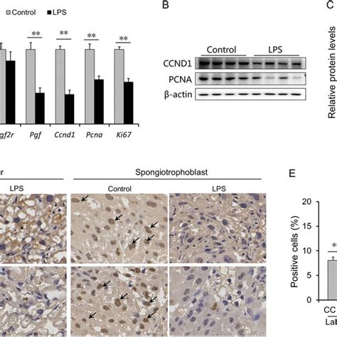 Paternal Lps Exposure Induces Cell Apoptosis In Mouse Placentas Dams
