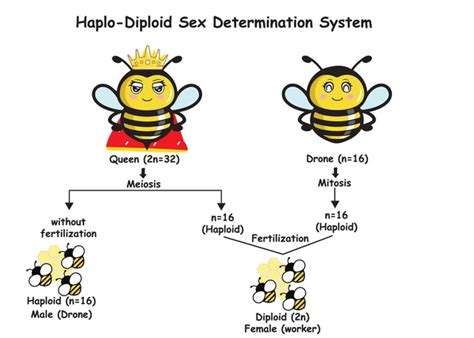 1 Thousand Bee Sex Royalty Free Images Stock Photos Pictures Shutterstock