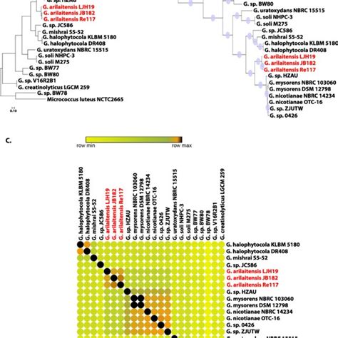 Phylo Taxono Genomics Of Glutamicibacter Arilaitensis Ljh19 A 16s Rrna Download Scientific