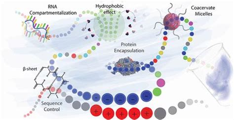 复杂凝聚中的自组装多肽accounts Of Chemical Research X Mol