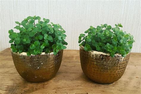 Planta Dinheiro Em Penca Veja Como Cuidar E Seu Significado