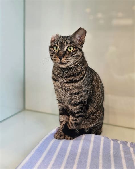 코리안숏헤어 방울이 고양이 책임분양♥ 아이조아 유기방지입양 파양 강아지보호소 고양이보호소 무료분양센터