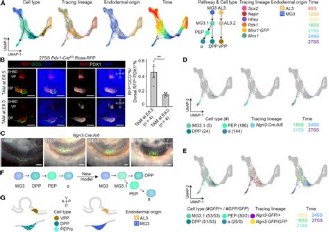 Spatiotemporal And Genetic Cell Lineage Tracing Of Endodermal Organogenesis At Single Cell
