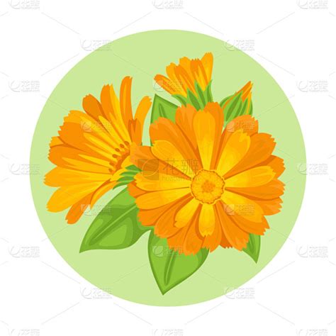 橙色 金盏草 绘画插图 卡通 圆形 花束 矢量 草药 明亮 花