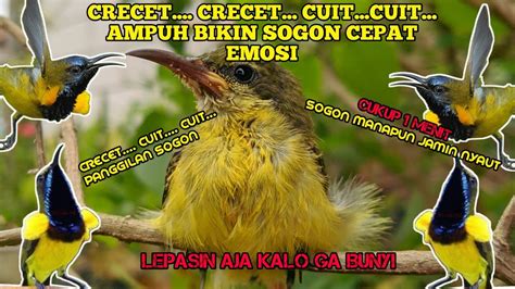 CRECET CRECET CUIT PANCINGAN AMPUH BURUNG SOGON BAHAN AGAR EMOSI