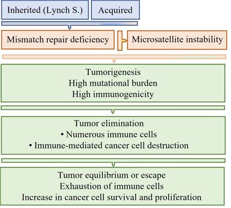 Defects In Mismatch Repair Increase Cancer Risk And Influence Treatment