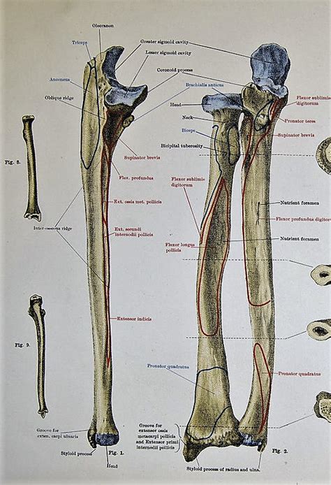 Radius And Ulna Anatomical Position Radius And Ulna Of The R